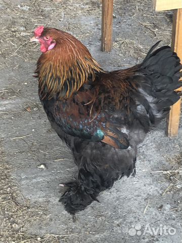 Петухи брама куропатчатая