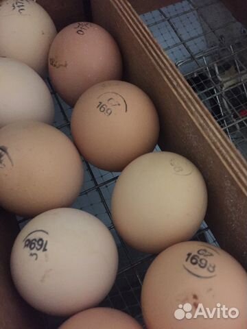 Инкубационное Яйцо Гусь Линда