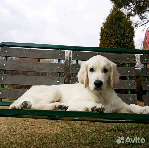 Очаровашка Босс