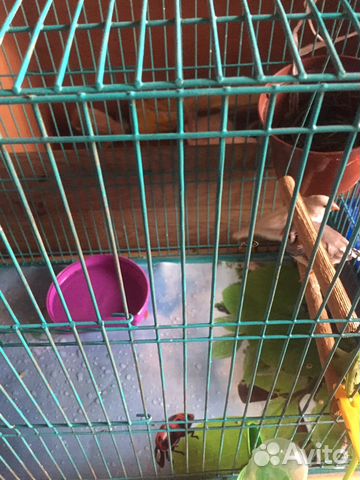 Амадины зебровые