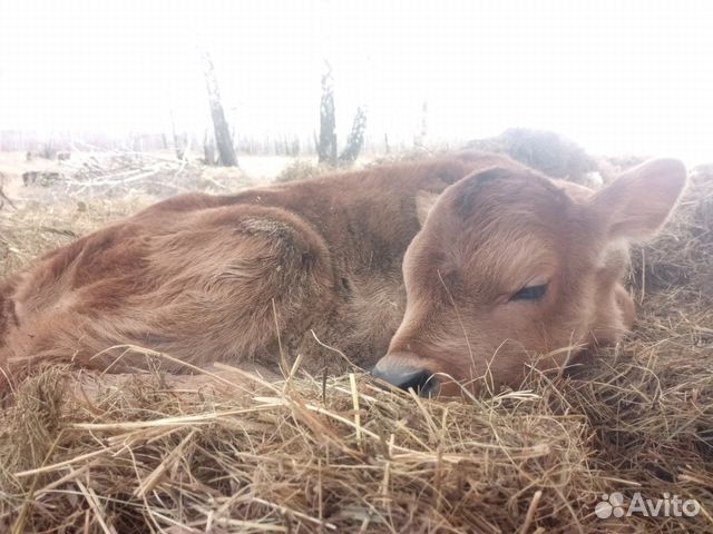 Джерсейский бычок, телёнок