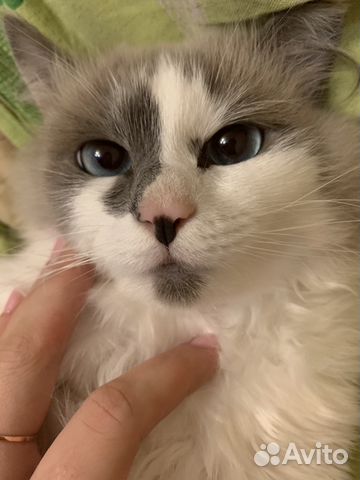Отдам кота бесплатно