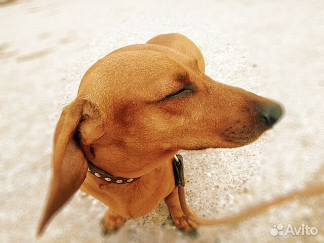 Симпатичный кобель ищет девочку для вязки