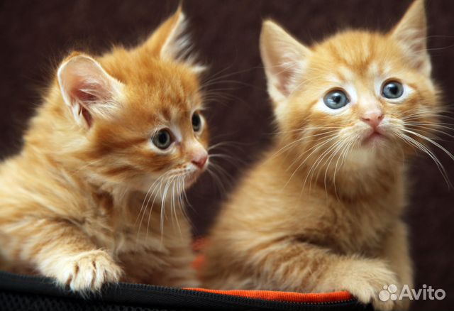 Симпатичные рыжие котята