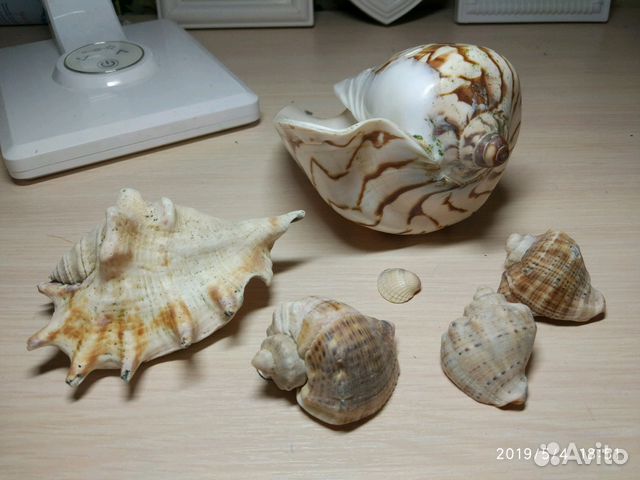 Ракушки и книга