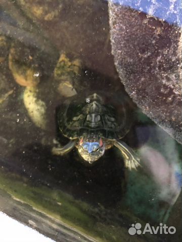 Черепашки