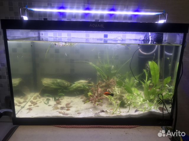 Аквариум 45 л. Aquael с фильтром и светильником
