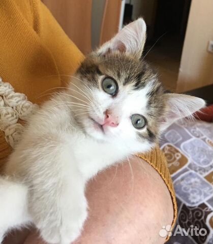 Котёнок Мурочка 4 месяца в добрые руки