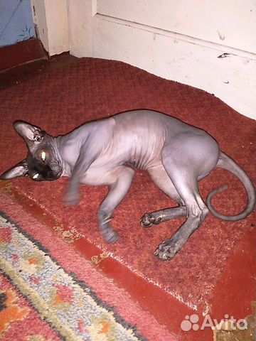 Продаю кошку породы Кандский сфинкс