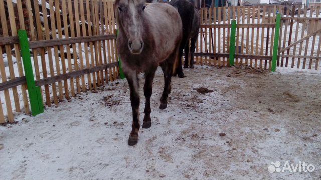 Продам лошадку