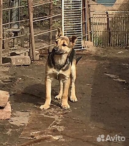 Щенки, девочки, 5 мес