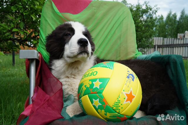 Щенки из племенного питомника