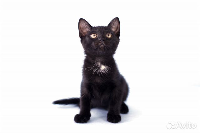 Котята, метисы британца. В дар. 2 мес