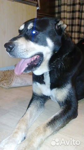 Кавказский волкодав