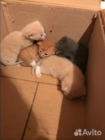 Малыши-котята хотят любить своего человека