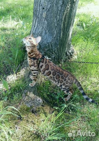 Ищем кота для своей кошки