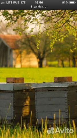 Продаются пчелы