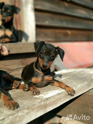 Породистая девочка цвергпинчера, ровно 4 мес
