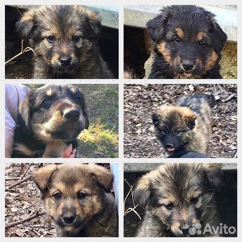 Щенята, 2 мес и 3 недели