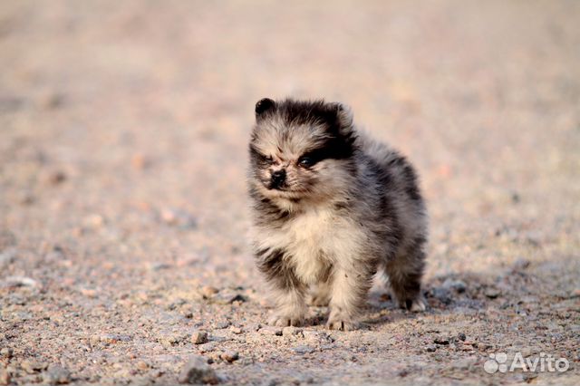 Померанский шпиц