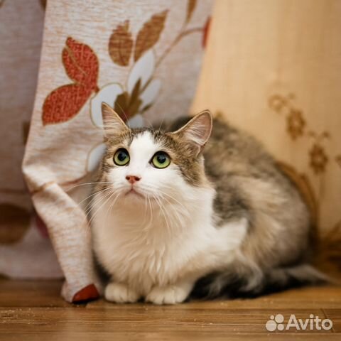 Кошечка Милочка