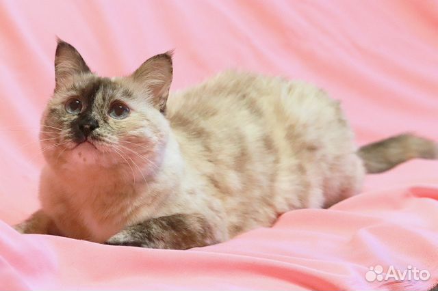 Сима - огонь