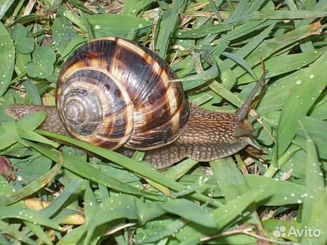 Виноградные Улитки