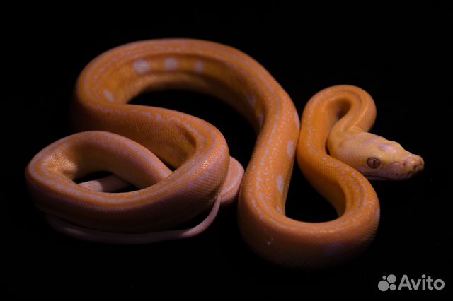 Продам морфных сетчатых питонов