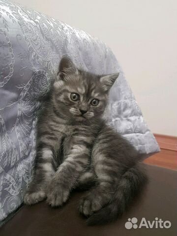 Британские котята