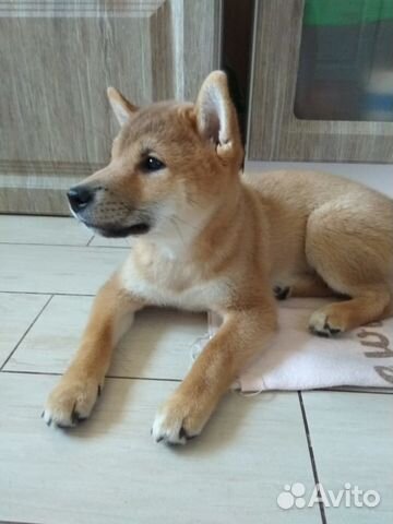 Продаю щенка породы сиба ину