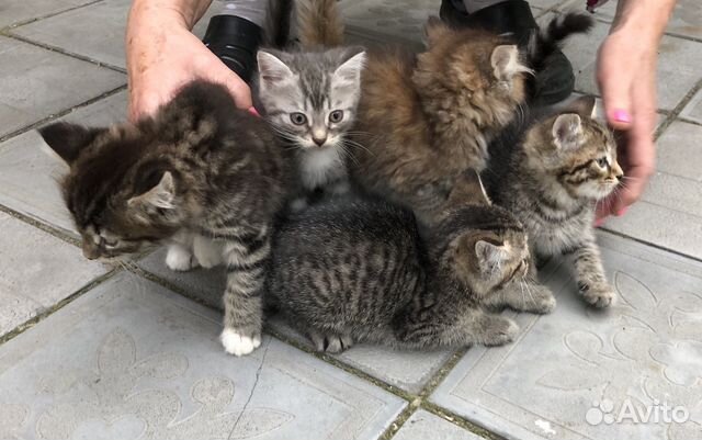 Котята в дар