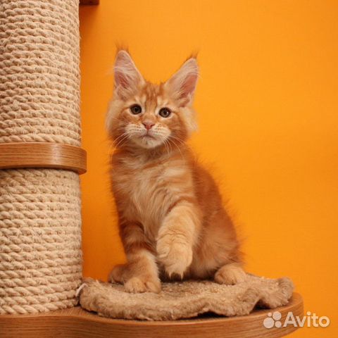 Котик красный мраморный Ланос