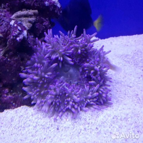 Фиолетовая актиния