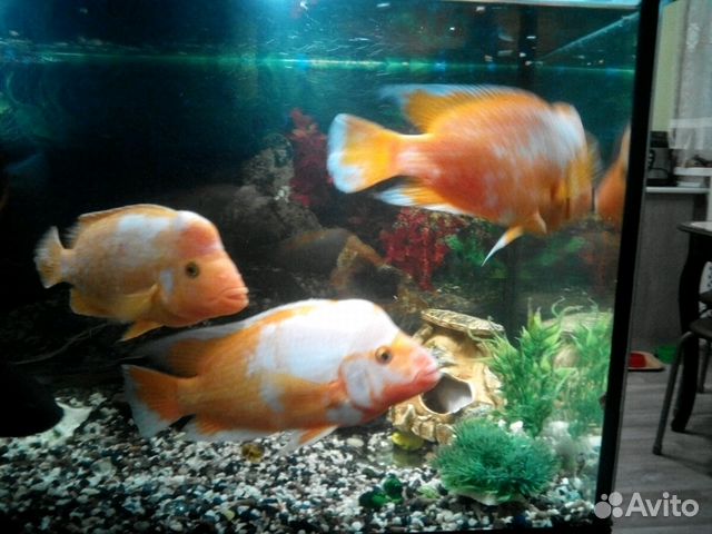 Рыба лабиатум