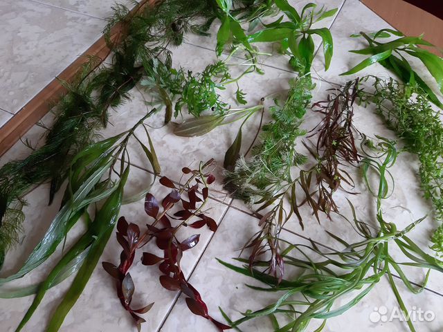 Излишки аквариумных растений