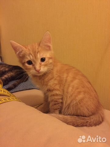 Котенок Мультик 1,5 месяца