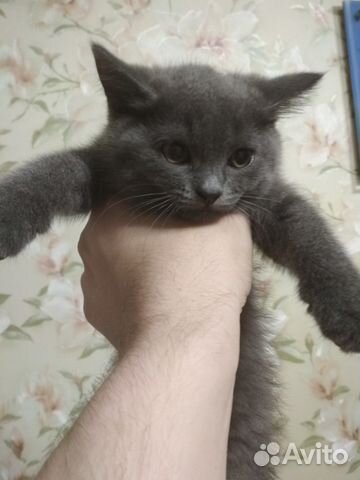 Британочка