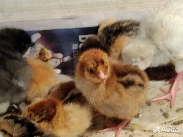 Цыплята суточные