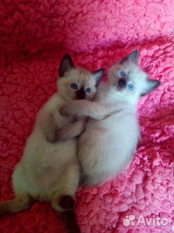 Милые крошки