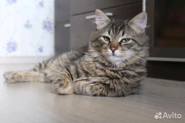 Котенок-подросток