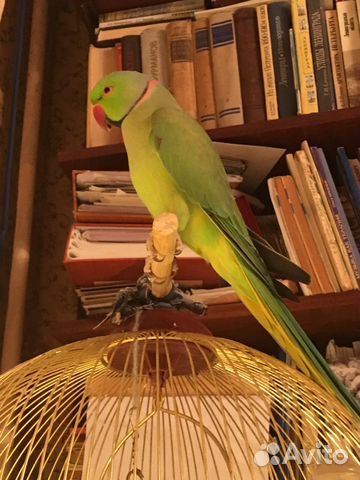 Ожереловый попугай (зелёный)
