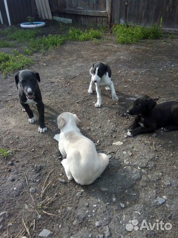 Хортая борзая