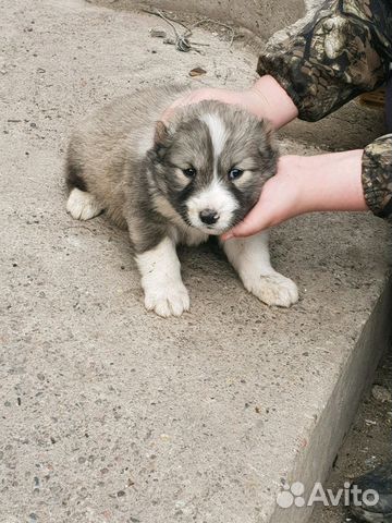 Алабайчики