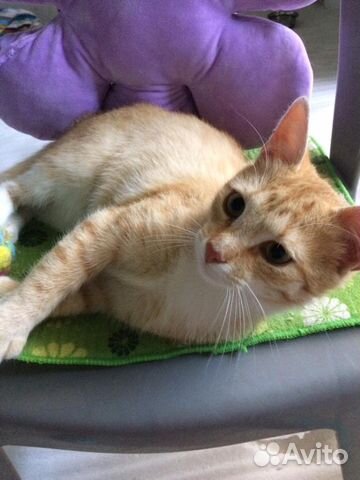 Молодой рыжий котик в добрые руки