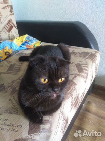 Кошка