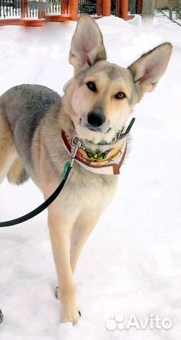 Собака - надёжный друг