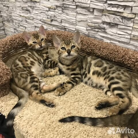 Котята под разведение