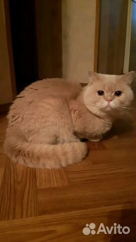 Британец ищет невесту