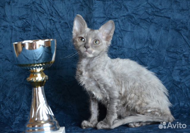 Кошечка Уральский рекс -ваш ребёнок