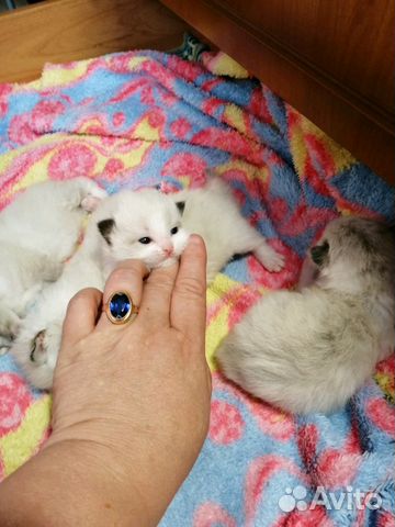 Наша радость рэгдоллчики